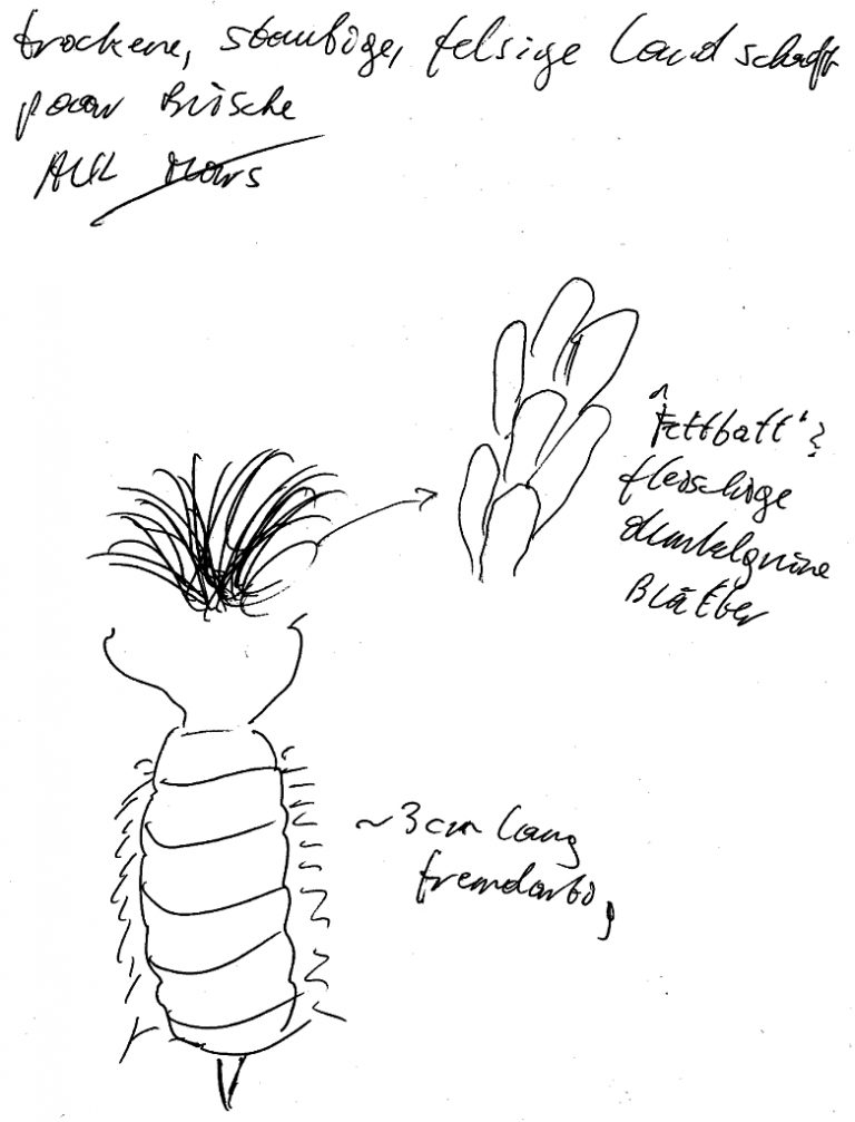 Essassani-Lebensformen